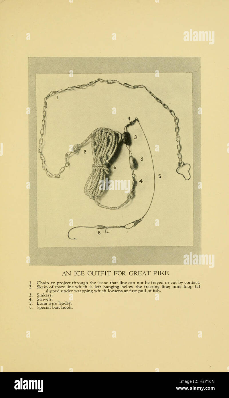 A photographic study of the pike fish, detailing its characteristics ...