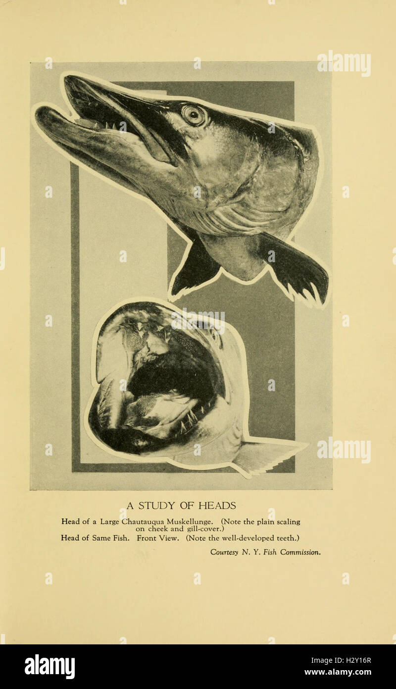 This plate from 'The Book of the Pike' provides a visual study of the ...