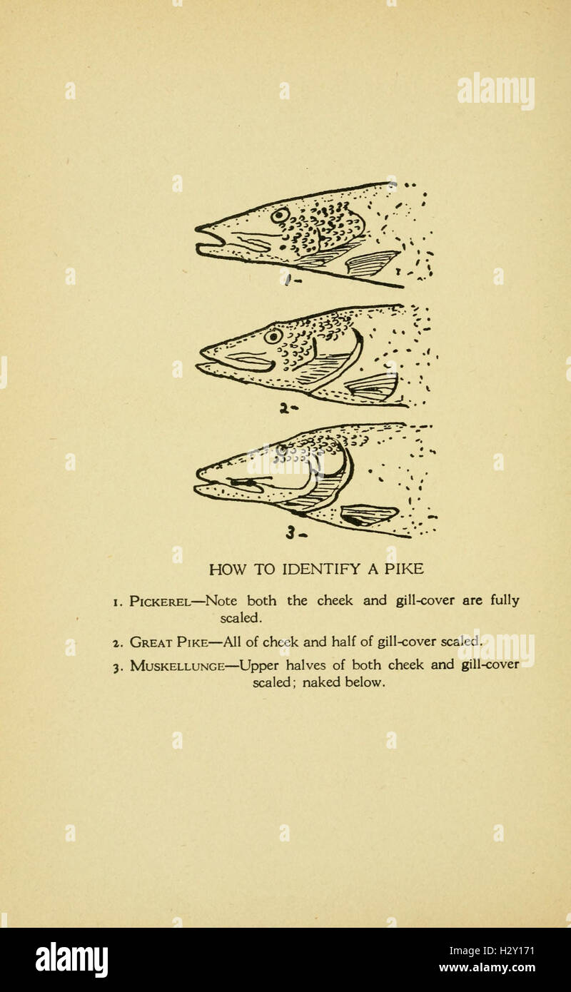 'The Book of the Pike' provides a comprehensive guide to the pike ...