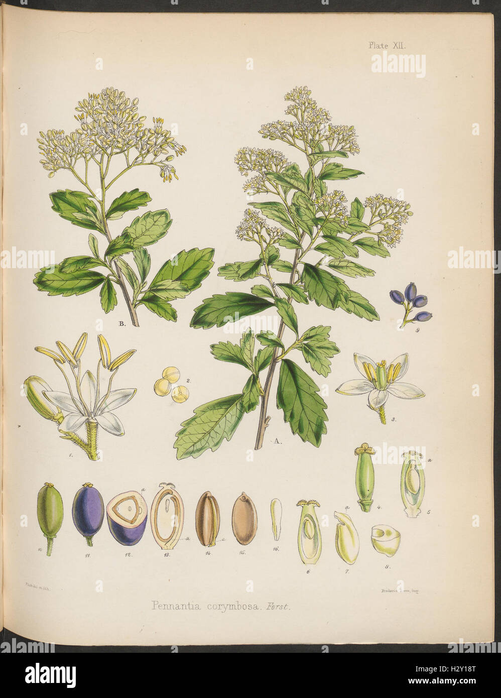 This botanical study records the plant specimens collected during the ...