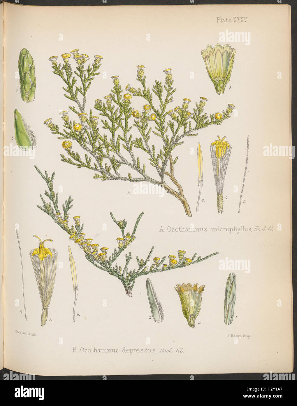A botanical study from the Antarctic voyage of H.M.S. Erebus and Terror ...