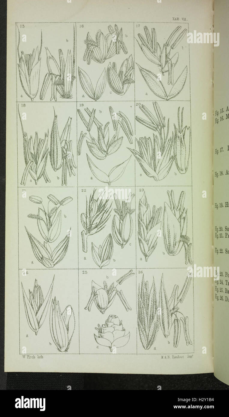 'The British Flora' details the various plant species native to Britain ...