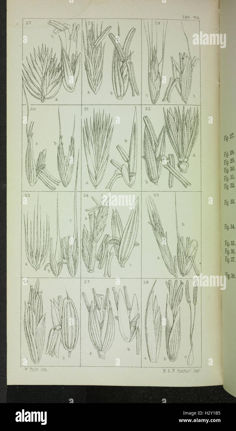 The British flora (Tab. VIII) BHL343 Stock Photo - Alamy