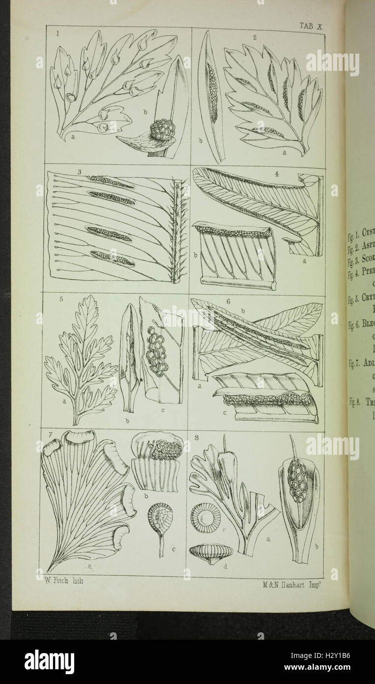 The British flora (Tab. X) BHL343 Stock Photo - Alamy