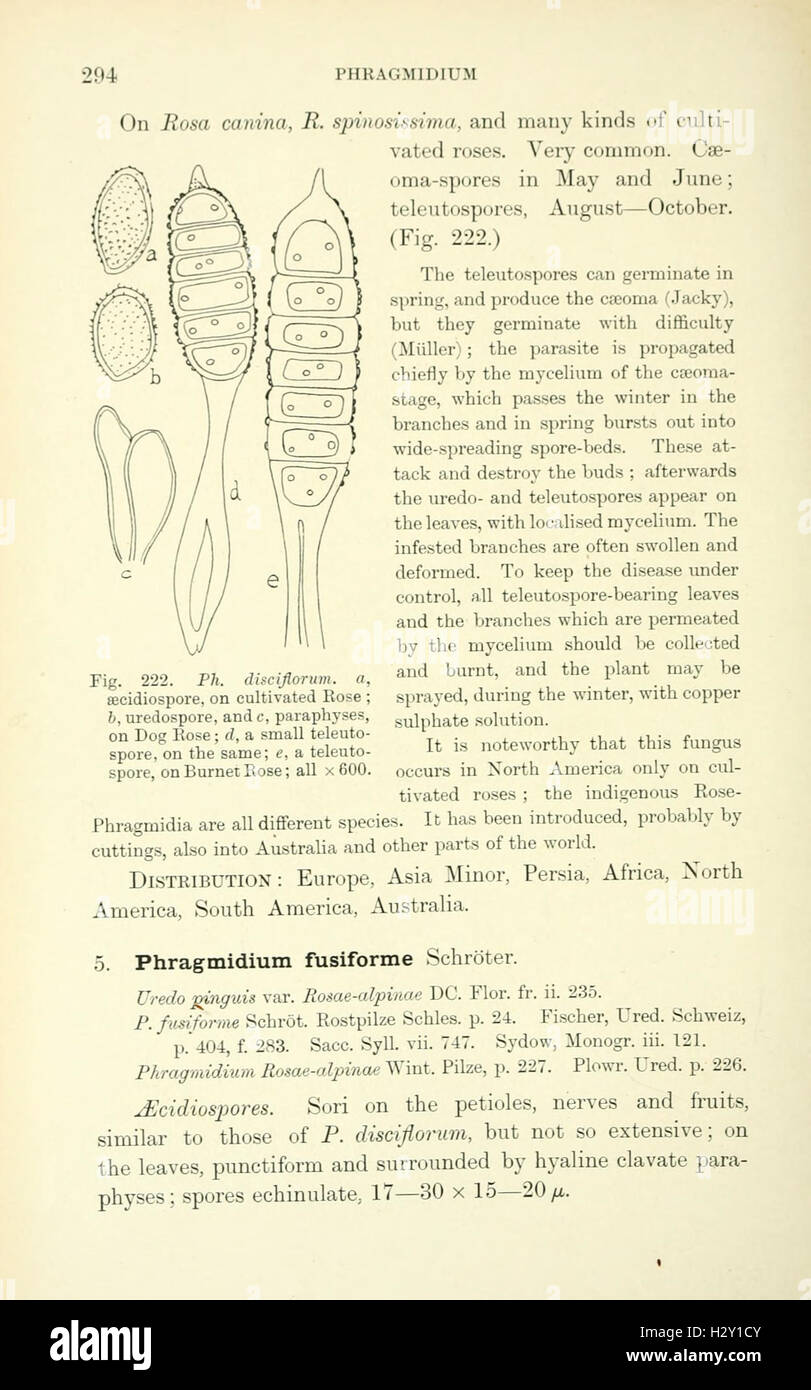 Uredinales High Resolution Stock Photography and Images - Alamy