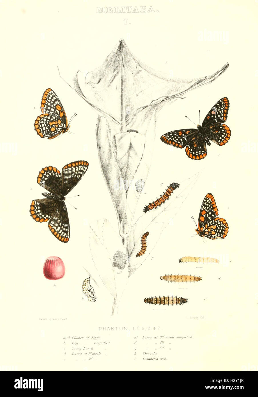 This volume covers the butterfly species of the genus *Melitaea* in ...