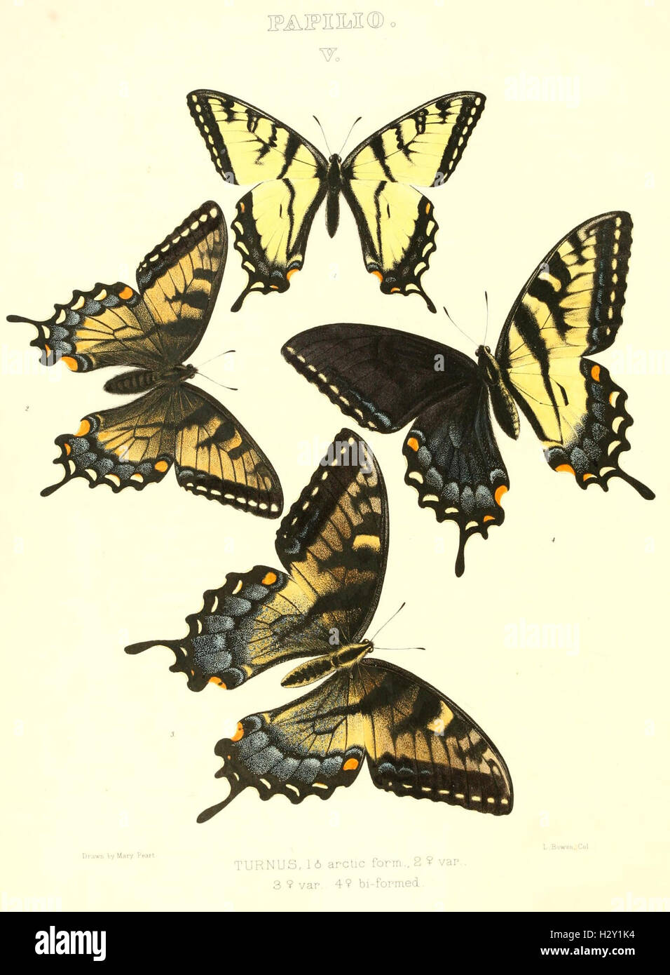 'The Butterflies of North America' provides a detailed overview of ...