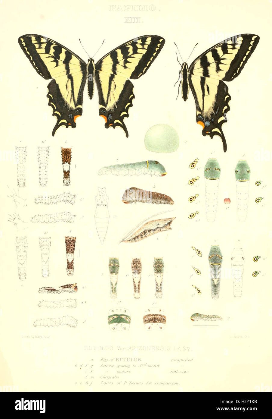 This work focuses on the identification, classification, and behavior ...