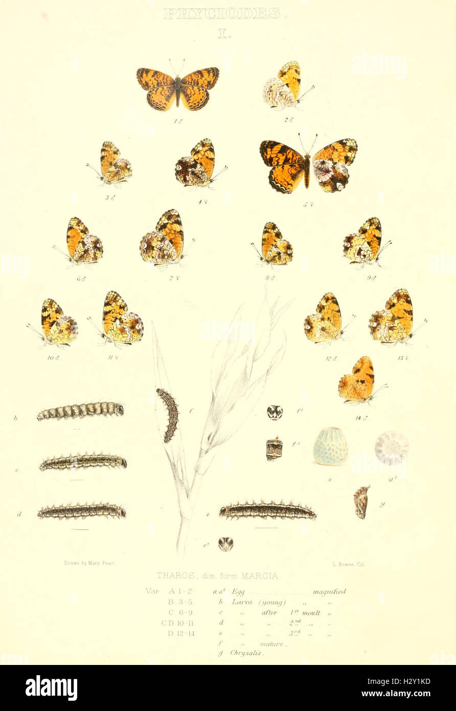 A detailed guide to the butterflies of North America, focusing on the ...