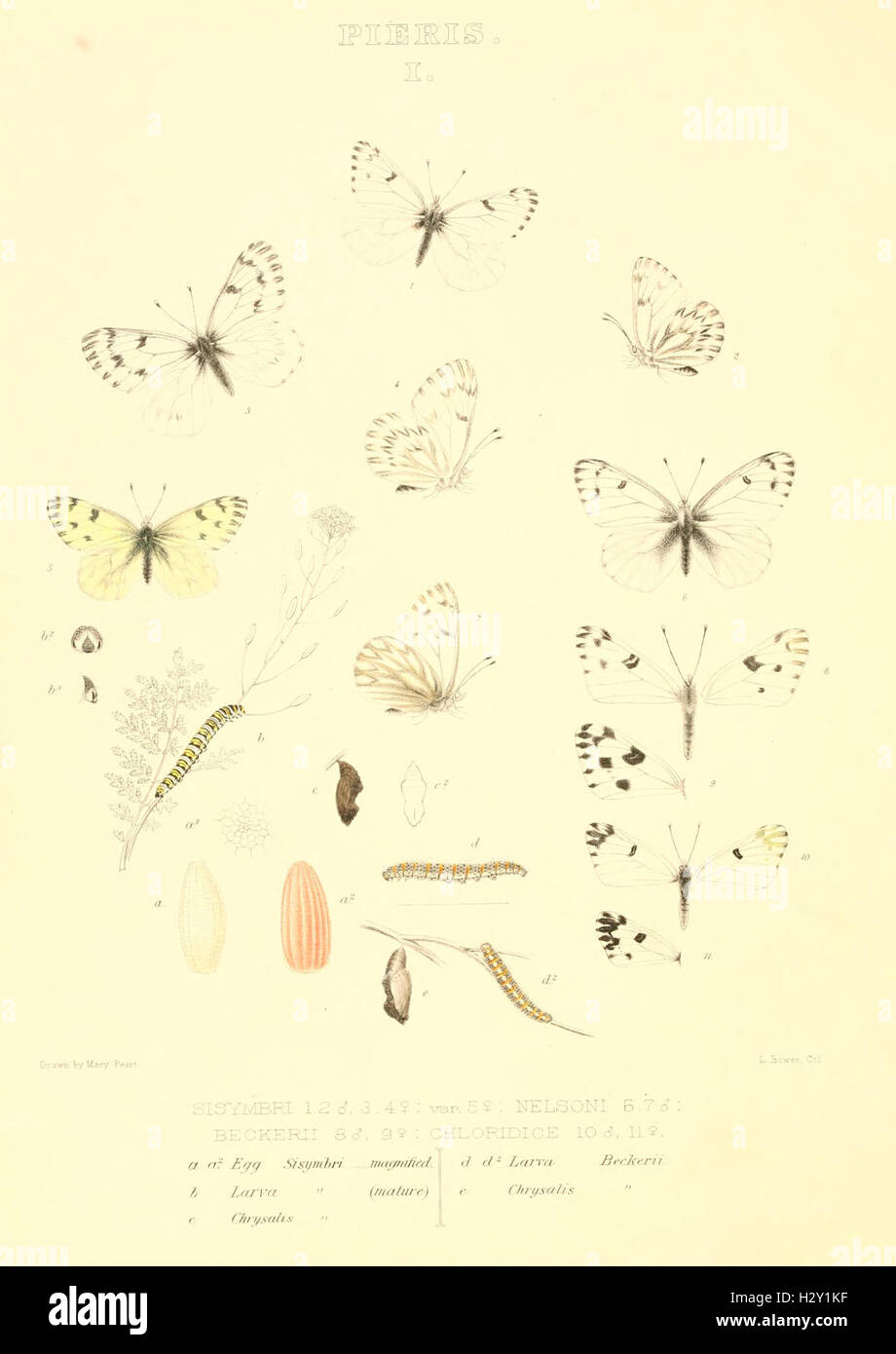 This work provides a detailed study of North American butterflies ...