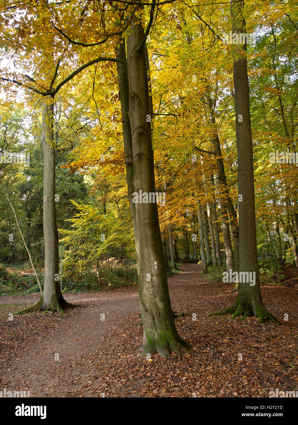 autumn in germany Stock Photo - Alamy
