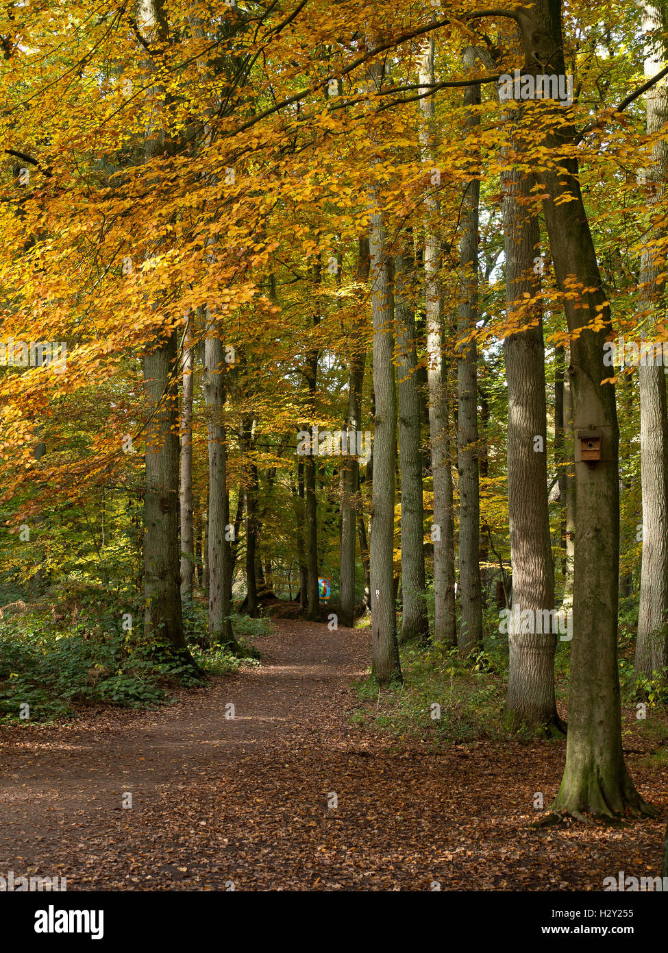 autumn in germany Stock Photo - Alamy