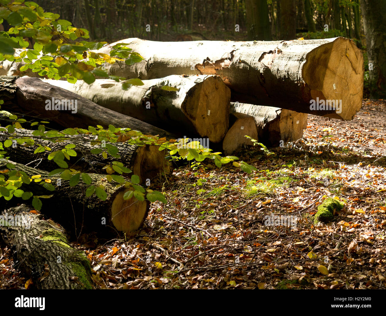 autumn in germany Stock Photo - Alamy