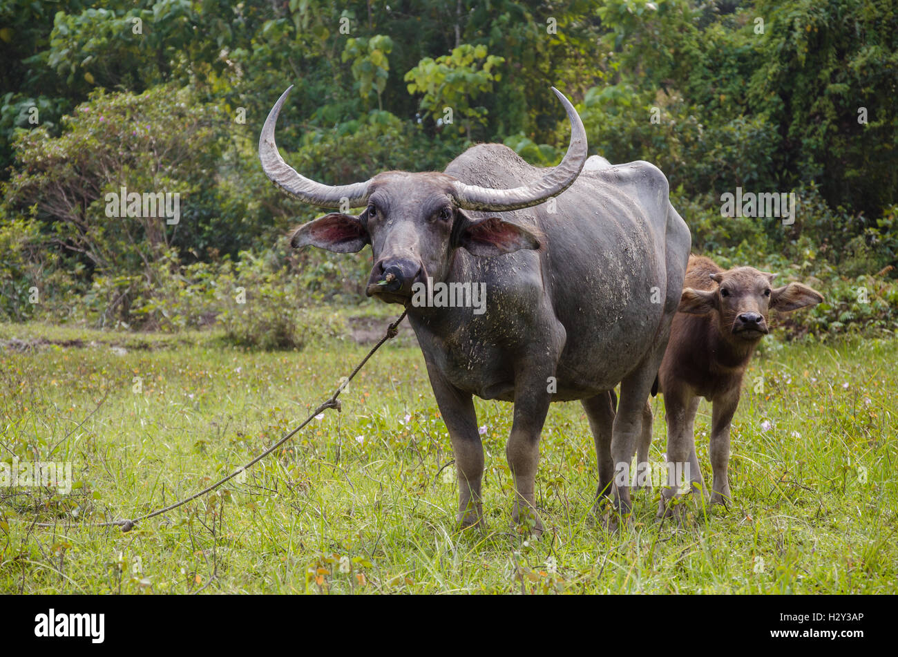 Big Buffalo and Little Brown Buffalo Cub In Natural Farm Stock Photo ...