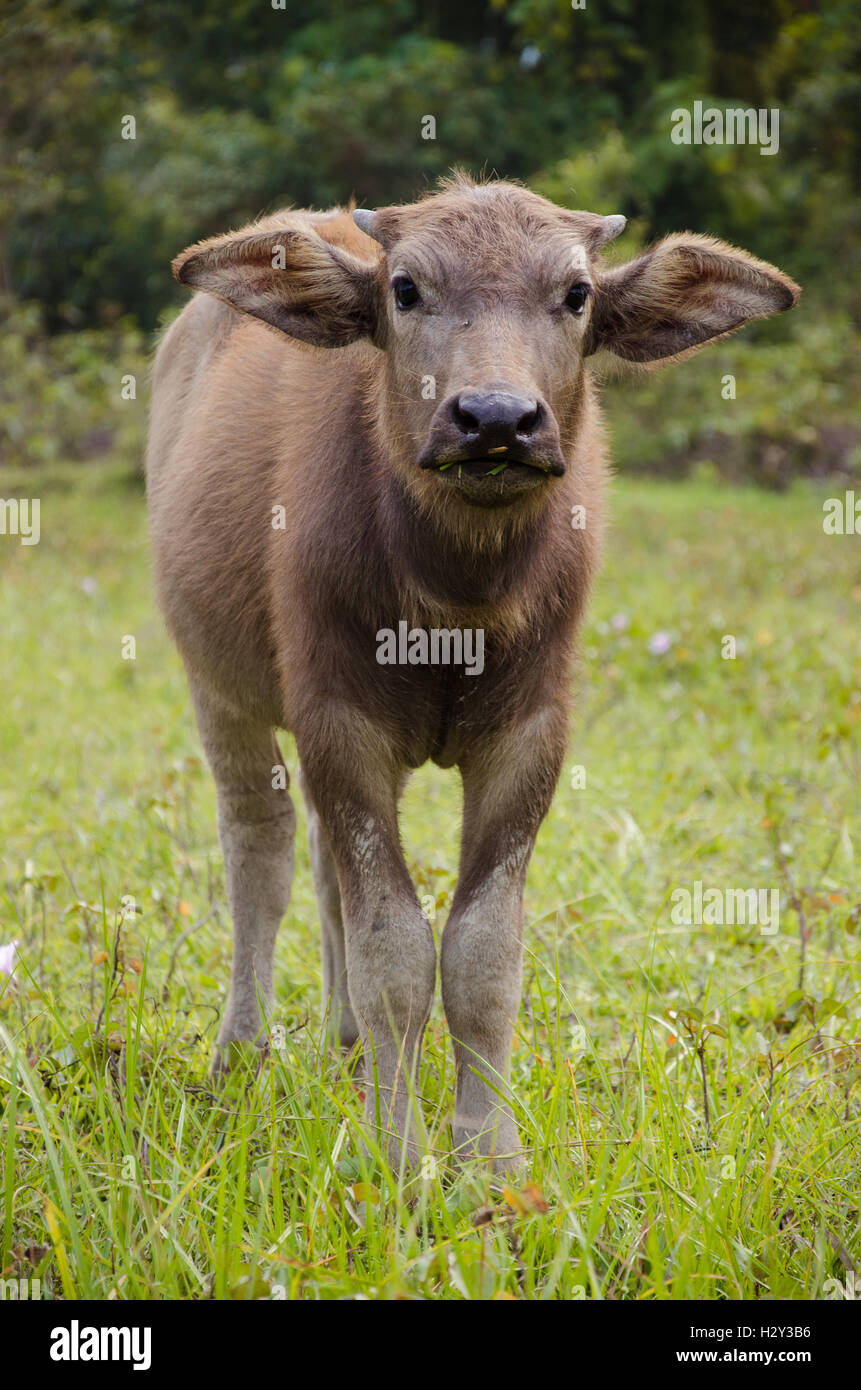 Living in buffalo hi-res stock photography and images - Alamy