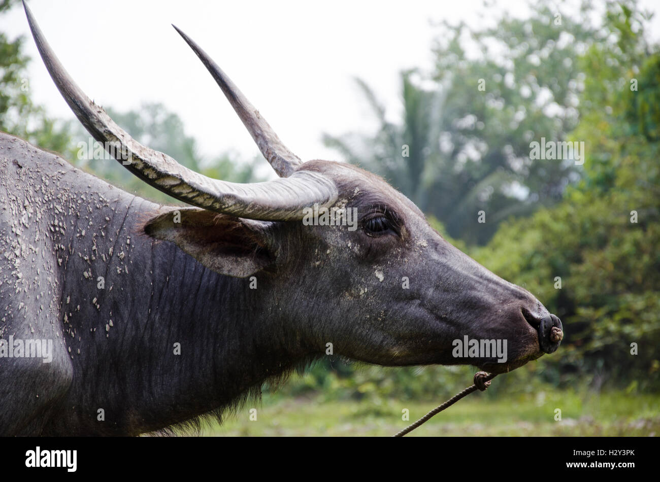 Head of Buffalo Stock Photo - Alamy