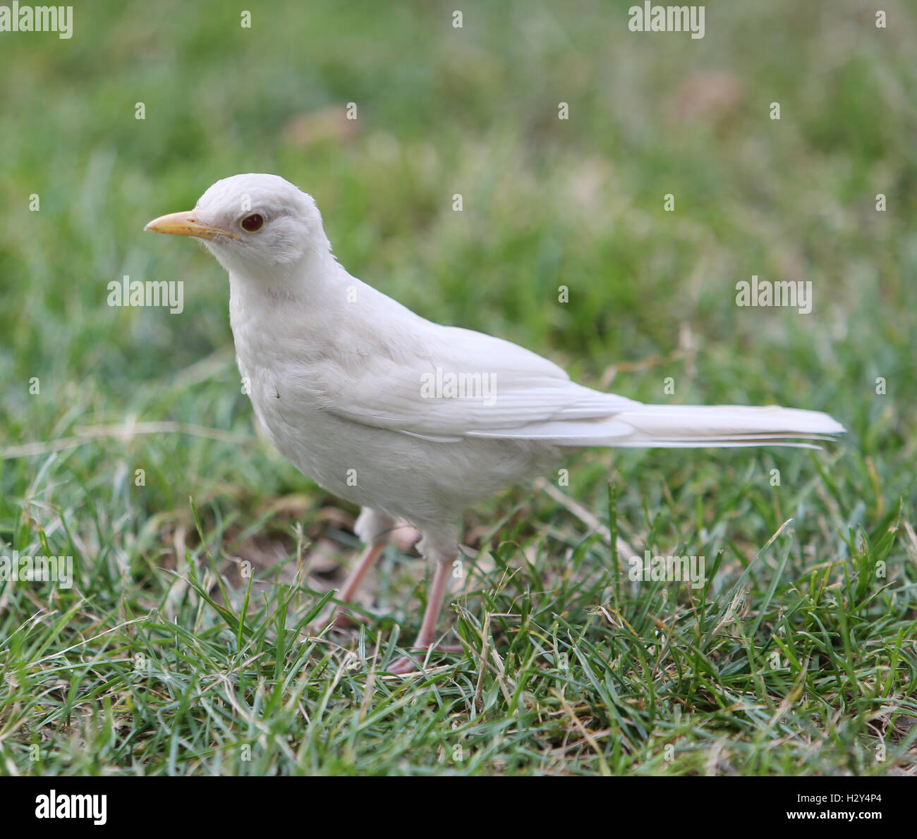 A London photographer has captured on camera an extremely rare sighting ...