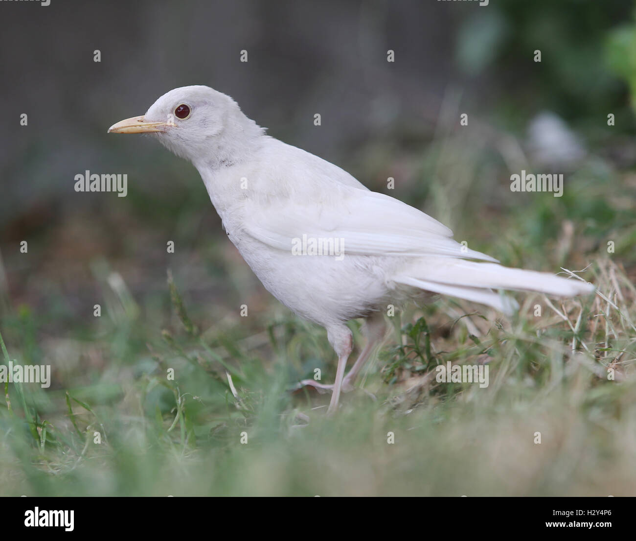 A London photographer has captured on camera an extremely rare sighting ...