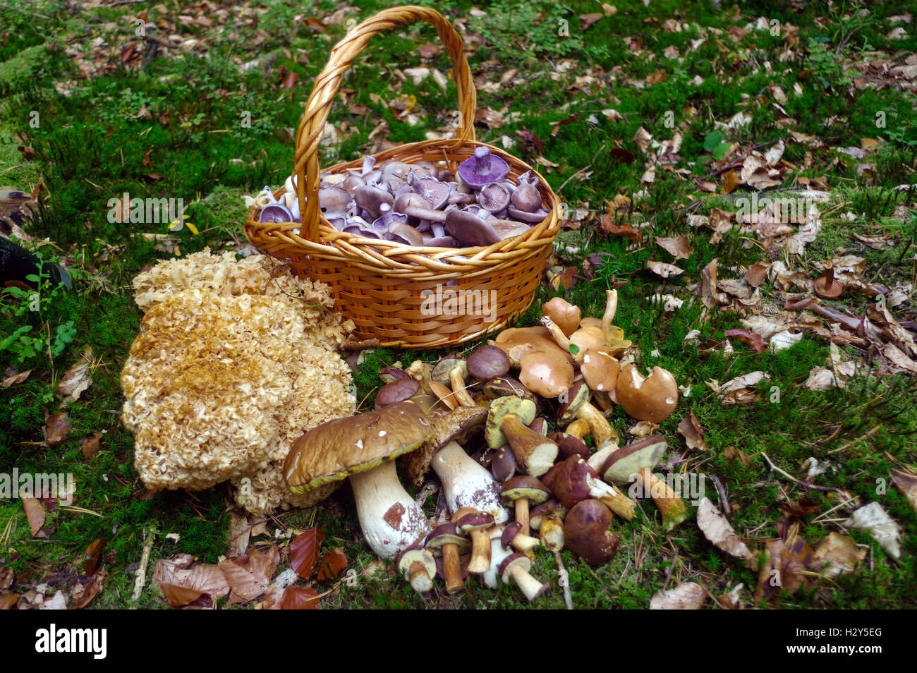 fresh picked edible forest mushrooms in a basket Stock Photo - Alamy
