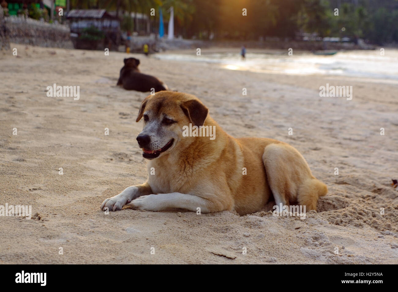 two dogs lay on the beach watching the summer vacation Stock Photo - Alamy