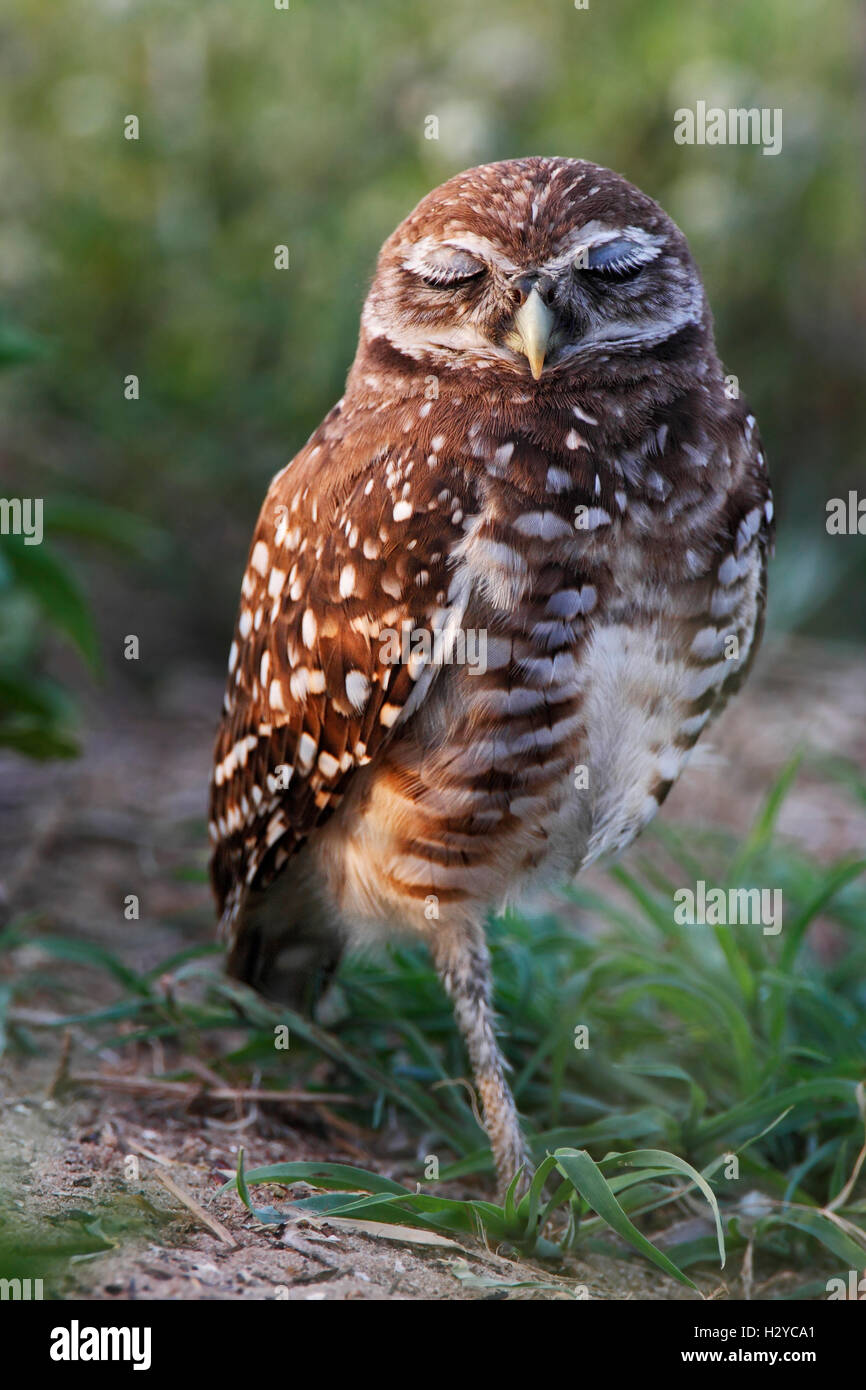 Owl with eyes closed hi-res stock photography and images - Alamy