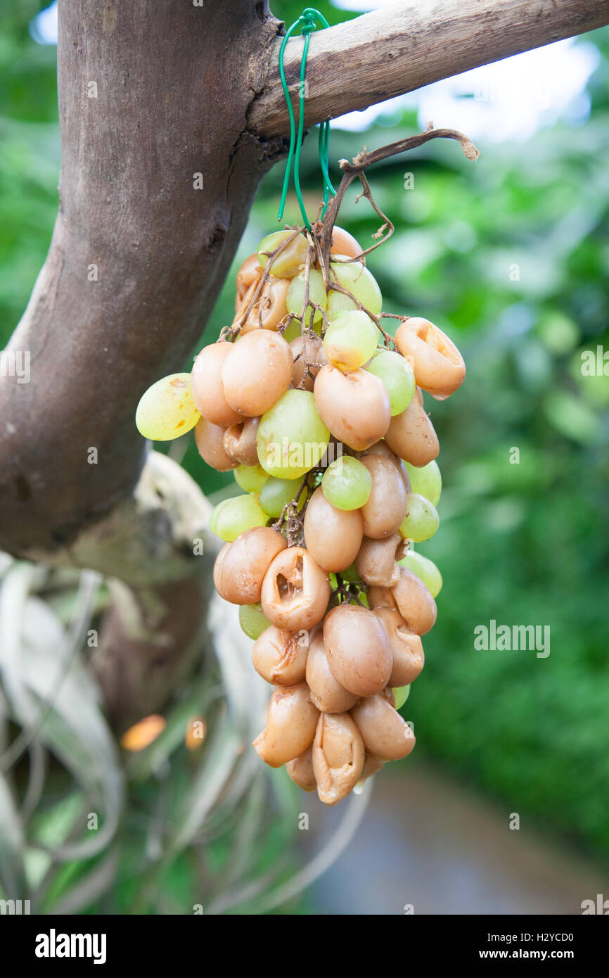 bunch of green and brown broken old grapes hanging in branch tree Stock ...