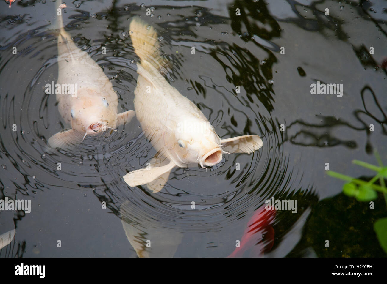 Two ornamental fishes hi-res stock photography and images - Alamy