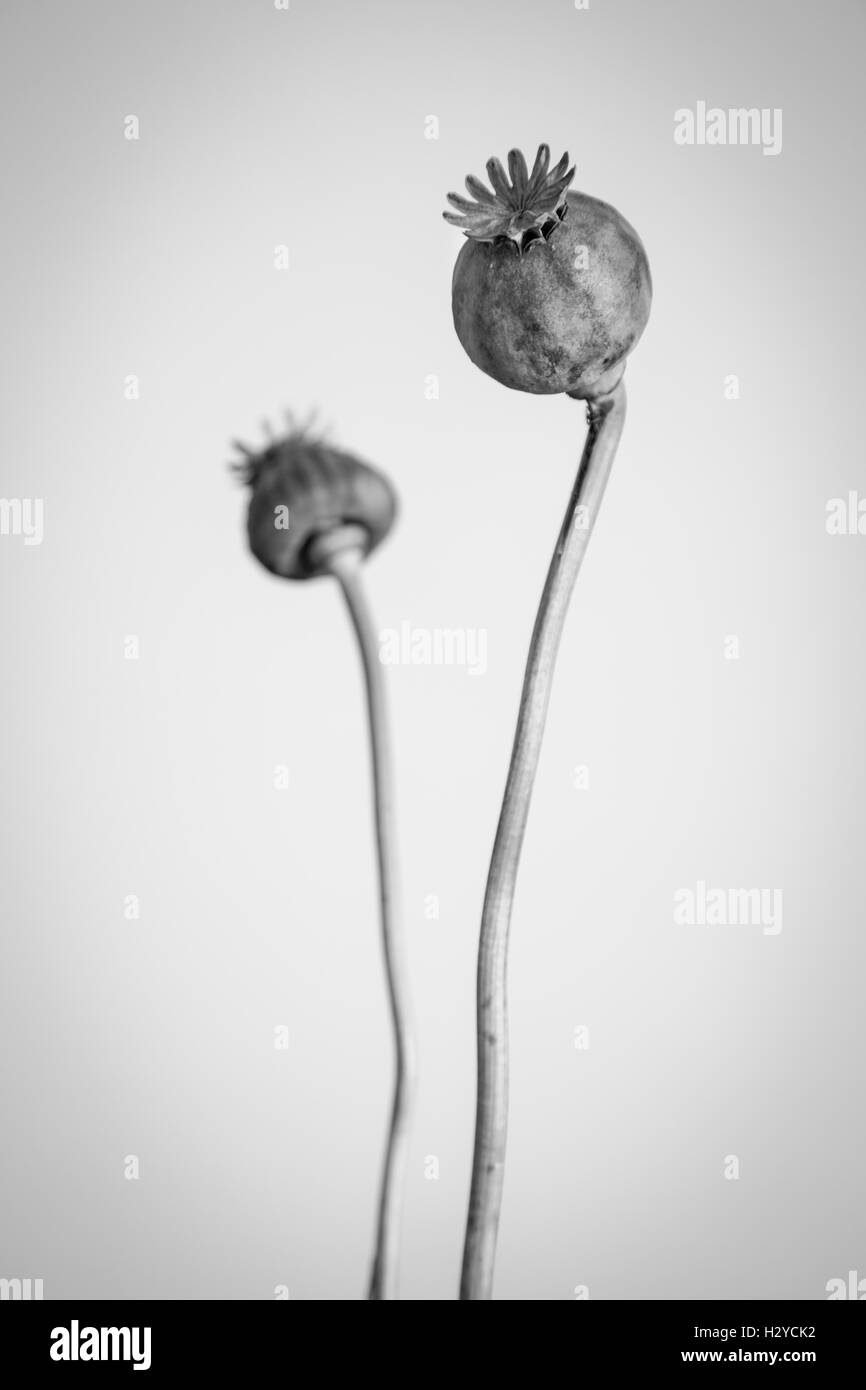 Dried Opium Poppy Heads Stock Photo - Alamy