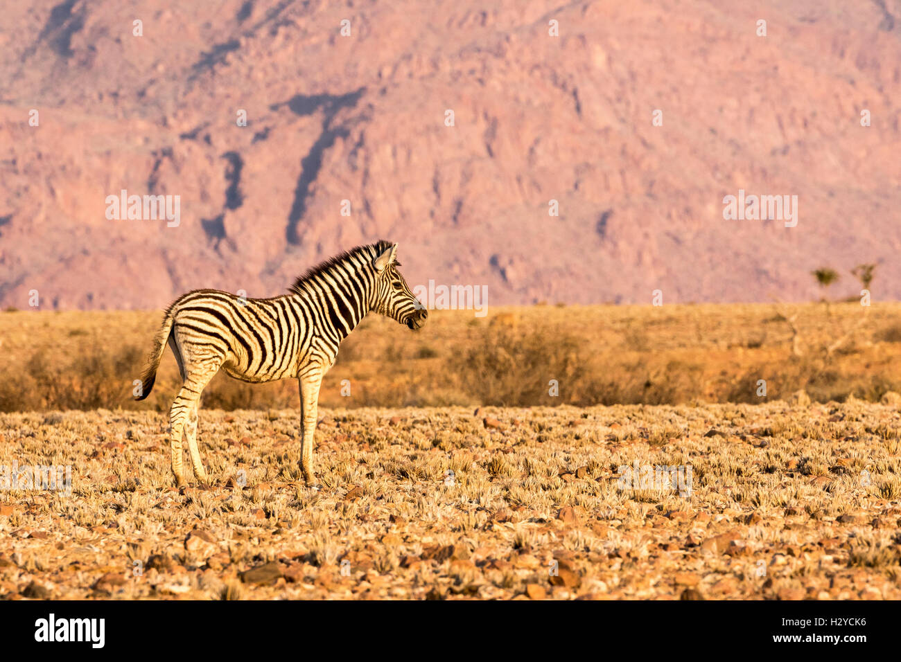 Namib mountain zebra national park hi-res stock photography and images ...