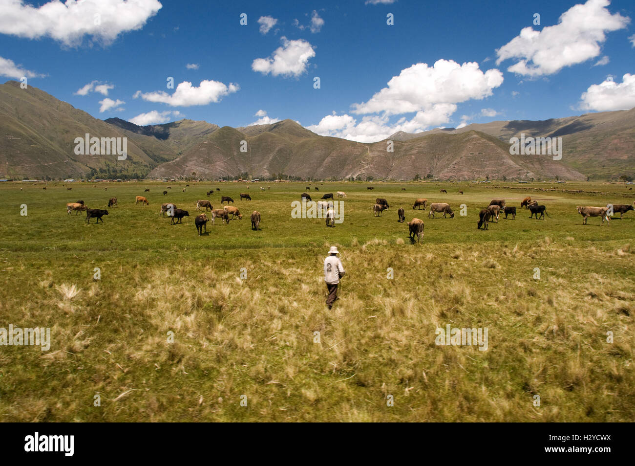 Andean plateau peru hi-res stock photography and images - Alamy