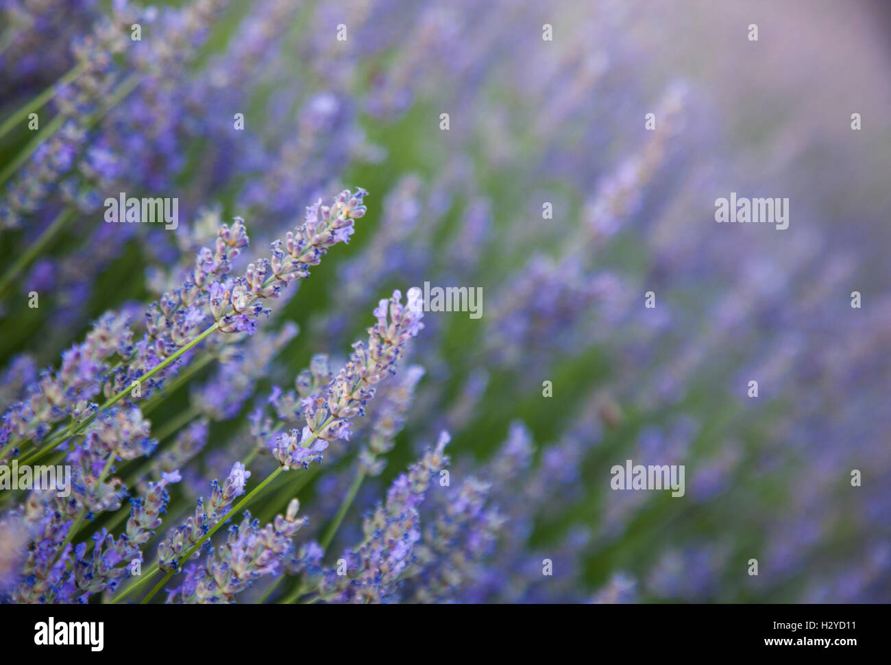 Lavender colored hi-res stock photography and images - Alamy