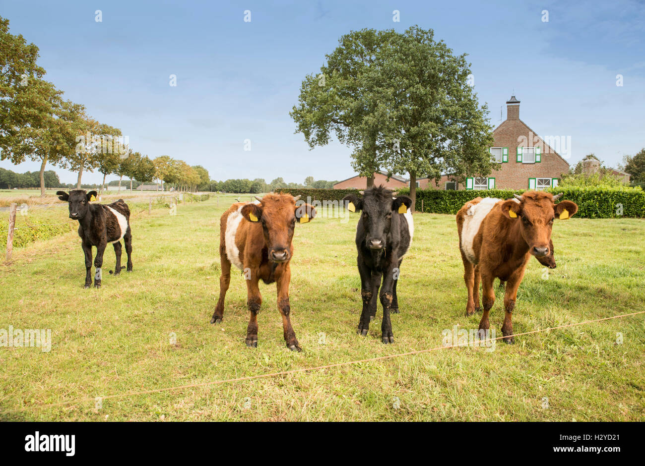 belted cows in a meadow Stock Photo - Alamy