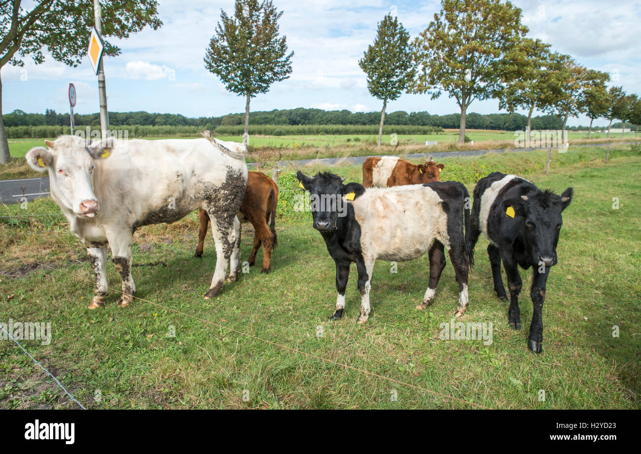 belted cows in a meadow Stock Photo - Alamy