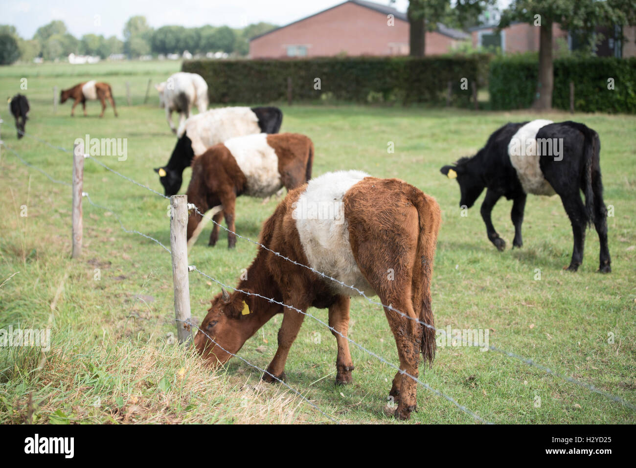 belted cows in a meadow Stock Photo - Alamy