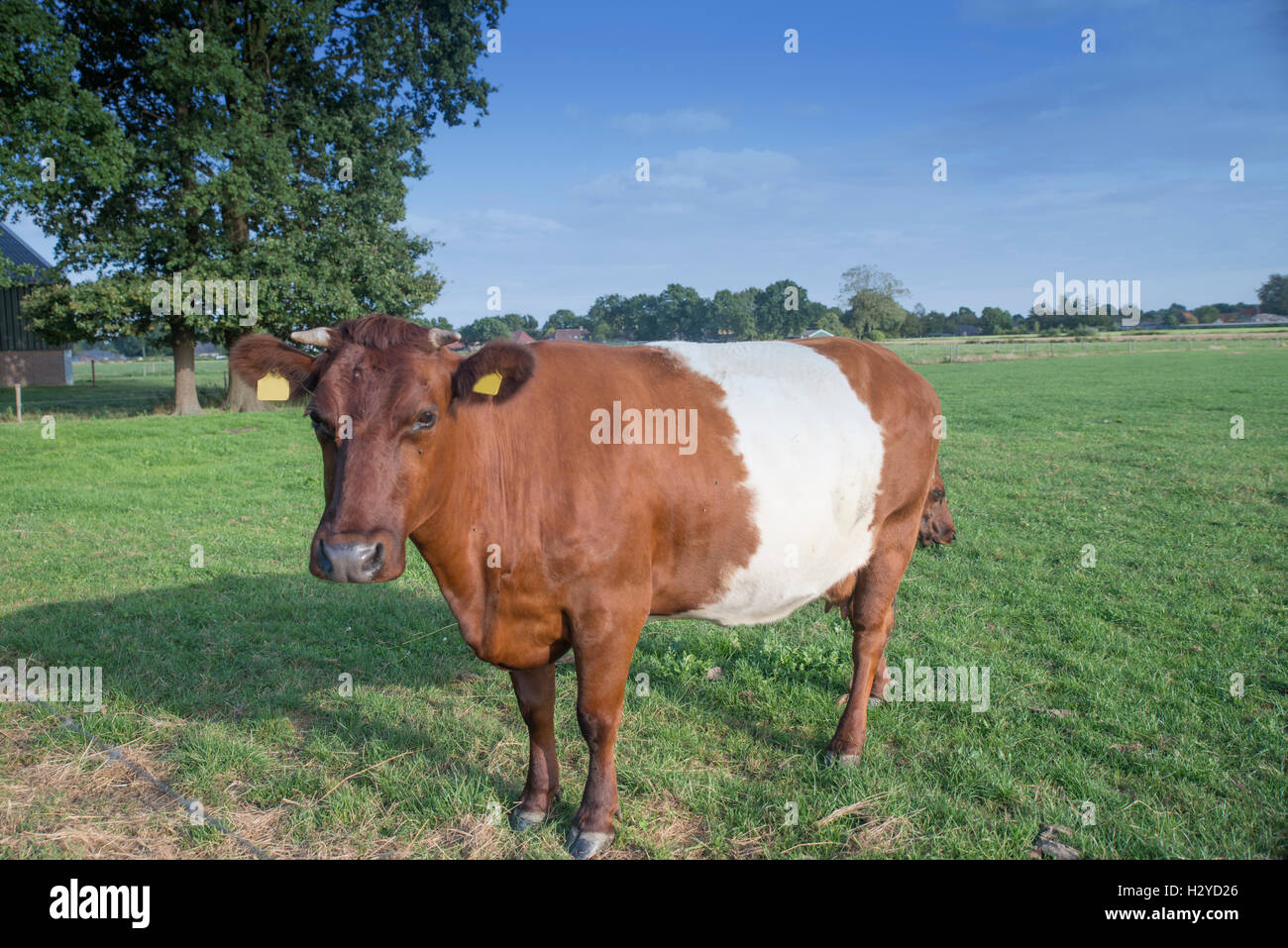 belted cows in a meadow Stock Photo - Alamy