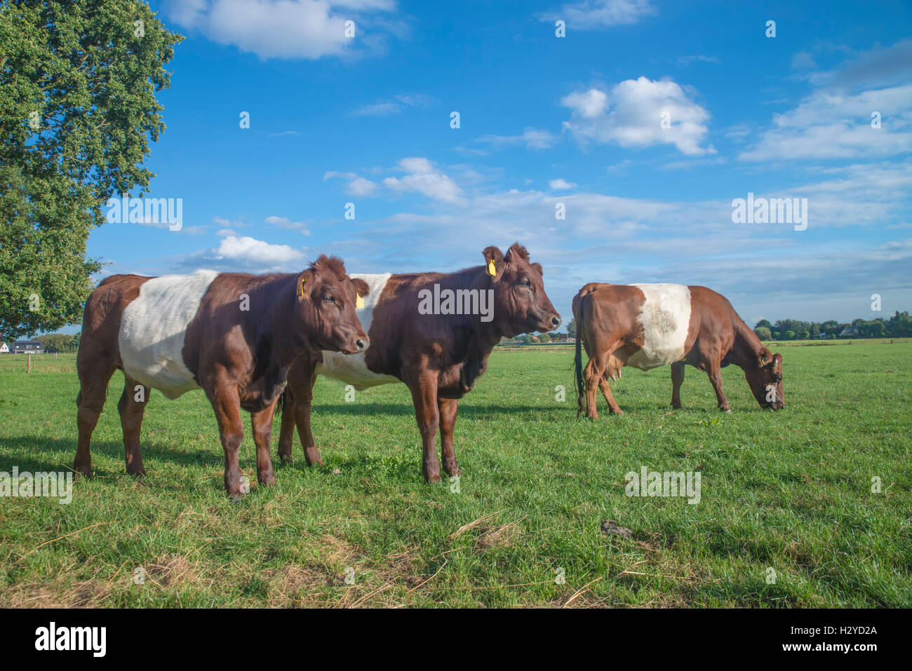 belted cows in a meadow Stock Photo - Alamy