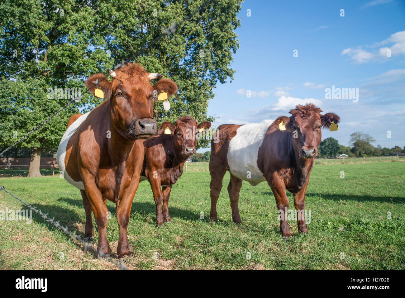 belted cows in a meadow Stock Photo - Alamy