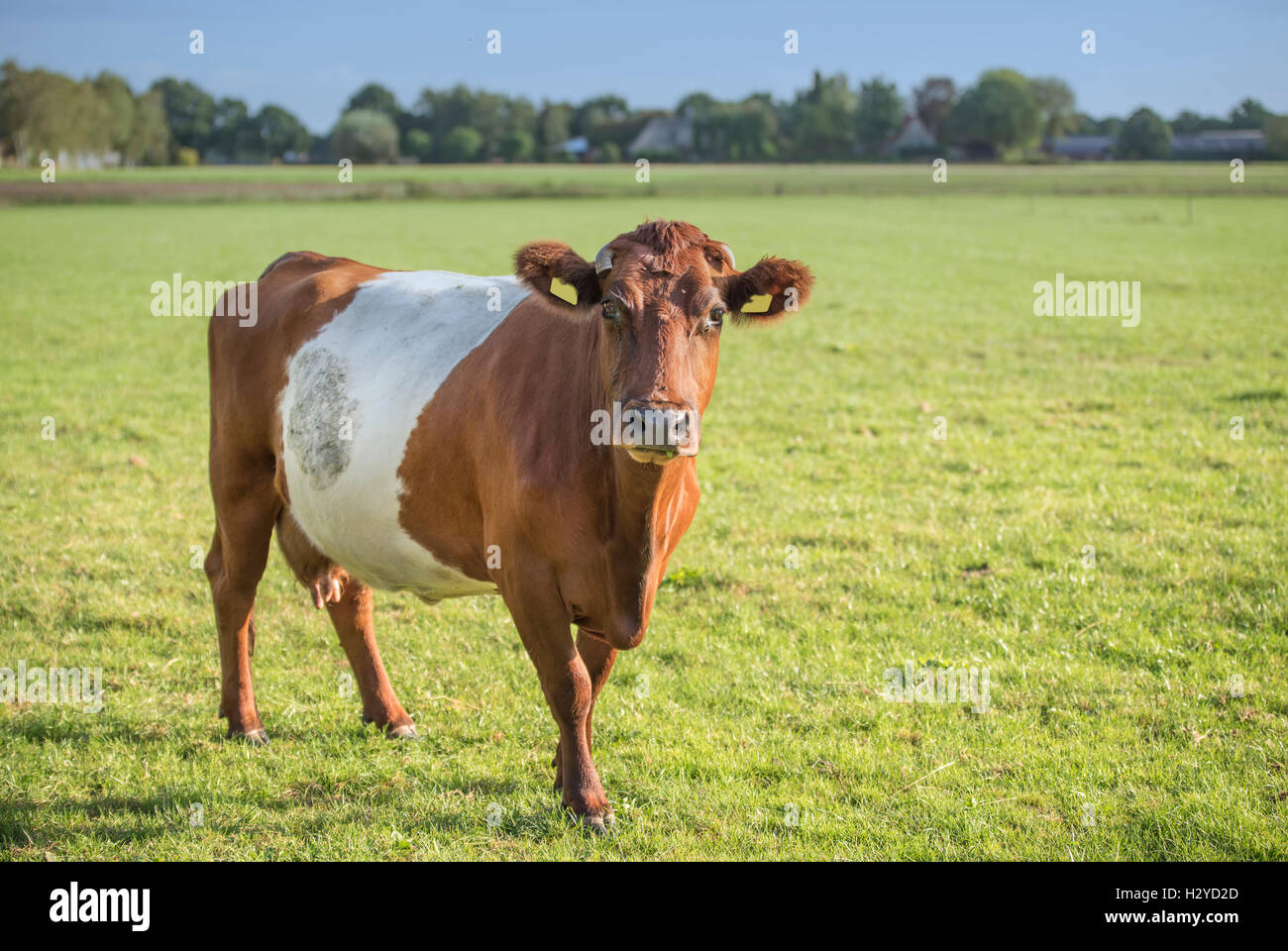 belted cows in a meadow Stock Photo - Alamy