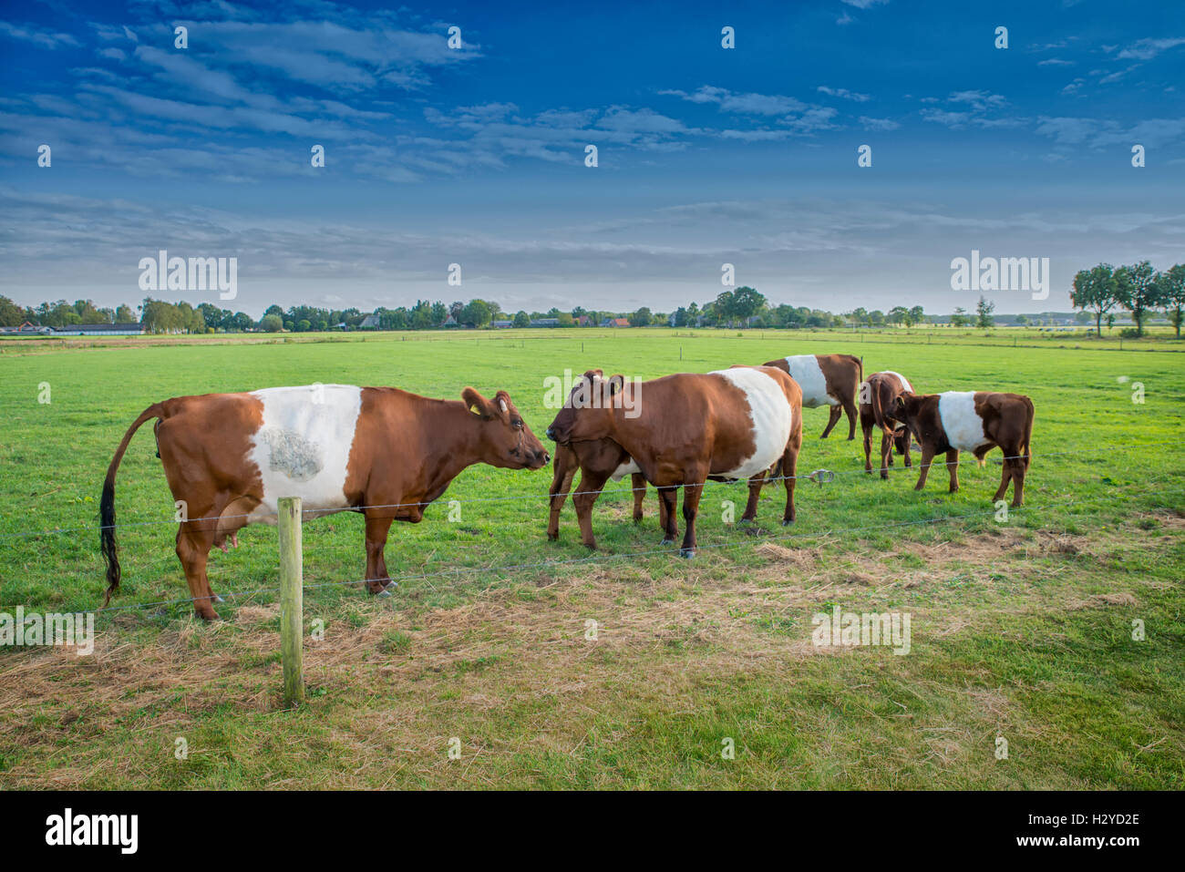 belted cows in a meadow Stock Photo - Alamy