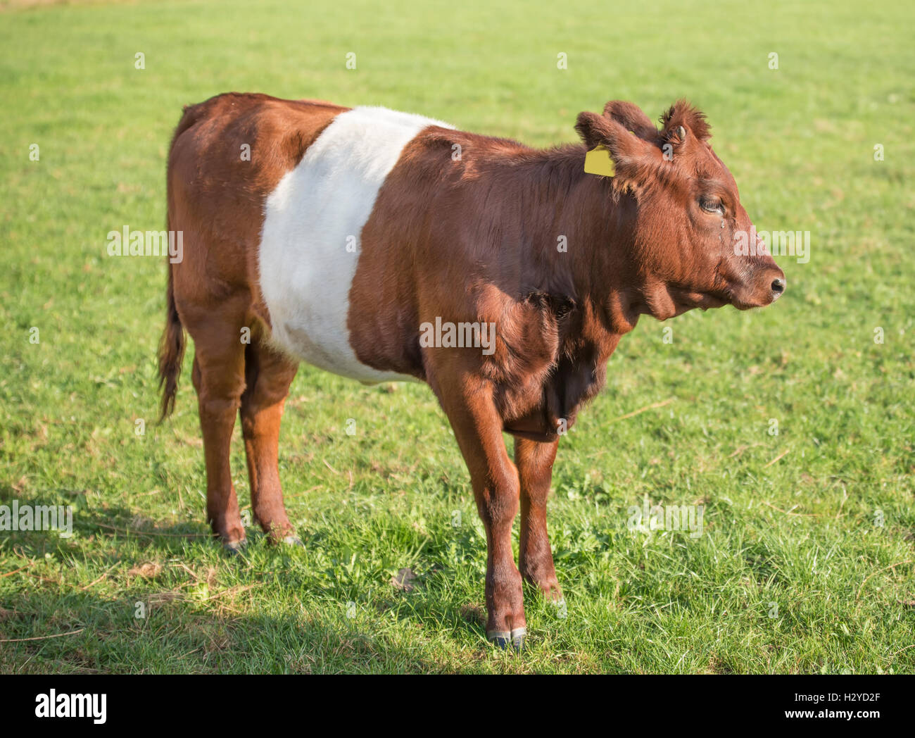 belted cows in a meadow Stock Photo - Alamy