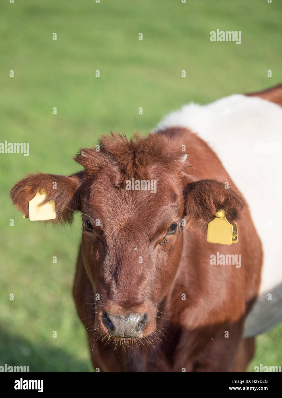 belted cows in a meadow Stock Photo - Alamy