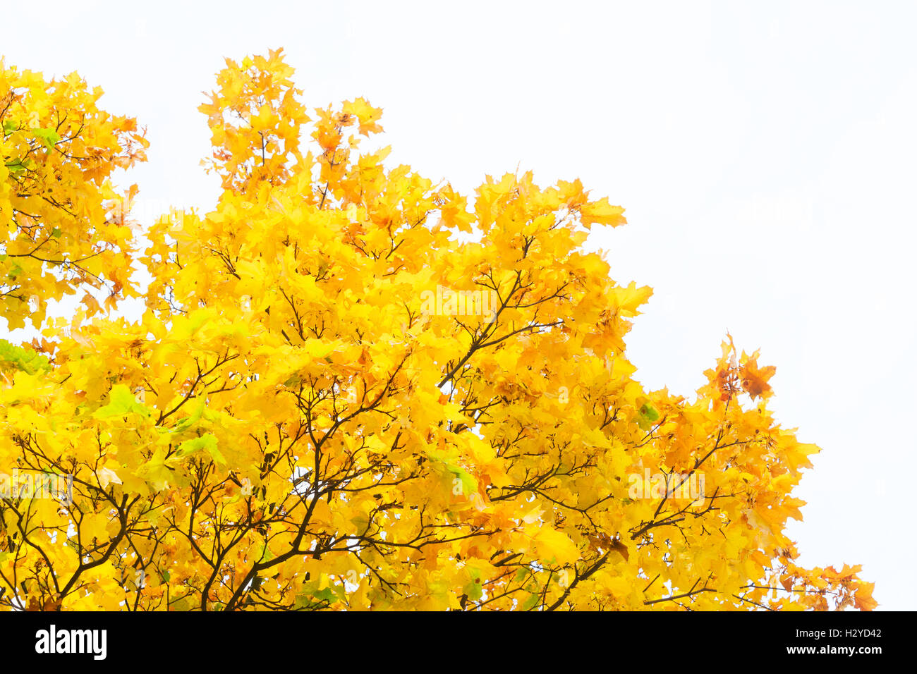 Vibrant fall foliage Stock Photo - Alamy