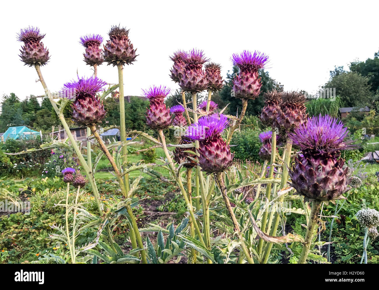 Cardoon allotment hi-res stock photography and images - Alamy
