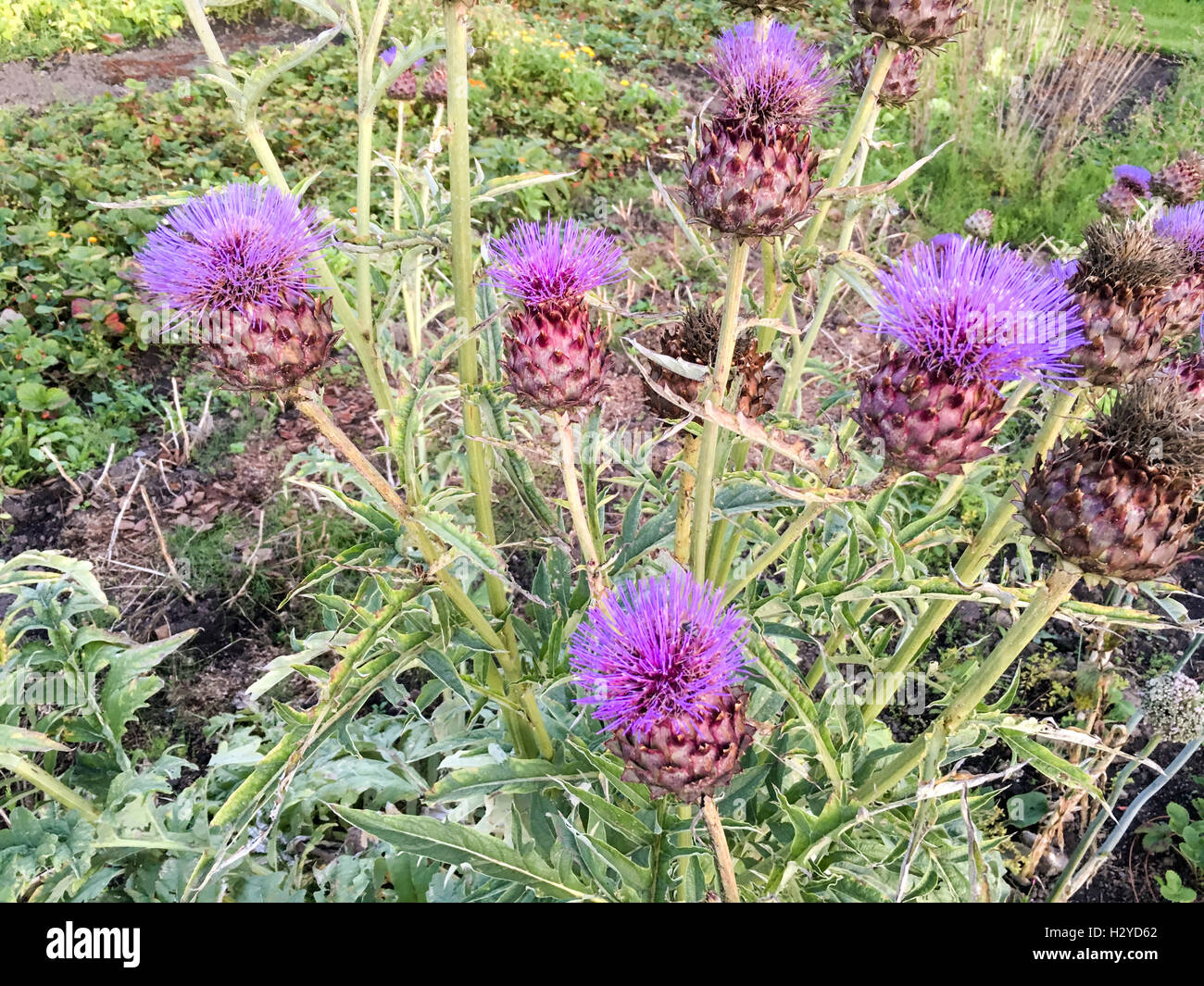 Flowers of Cardoon (Cynara cardunculus), also called the artichoke ...