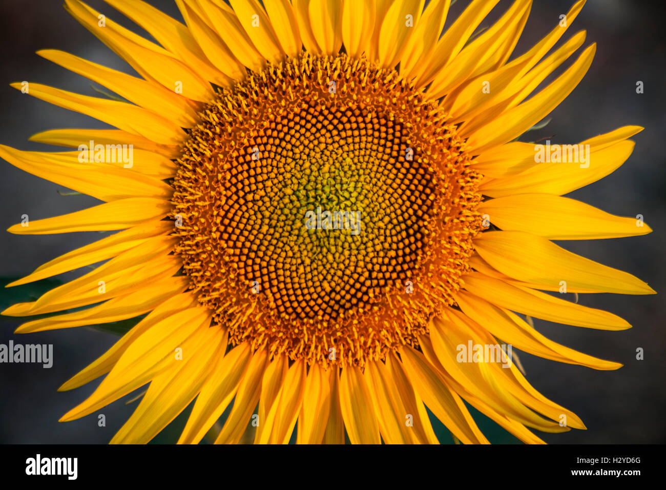 Sunflower farm scene hi-res stock photography and images - Alamy