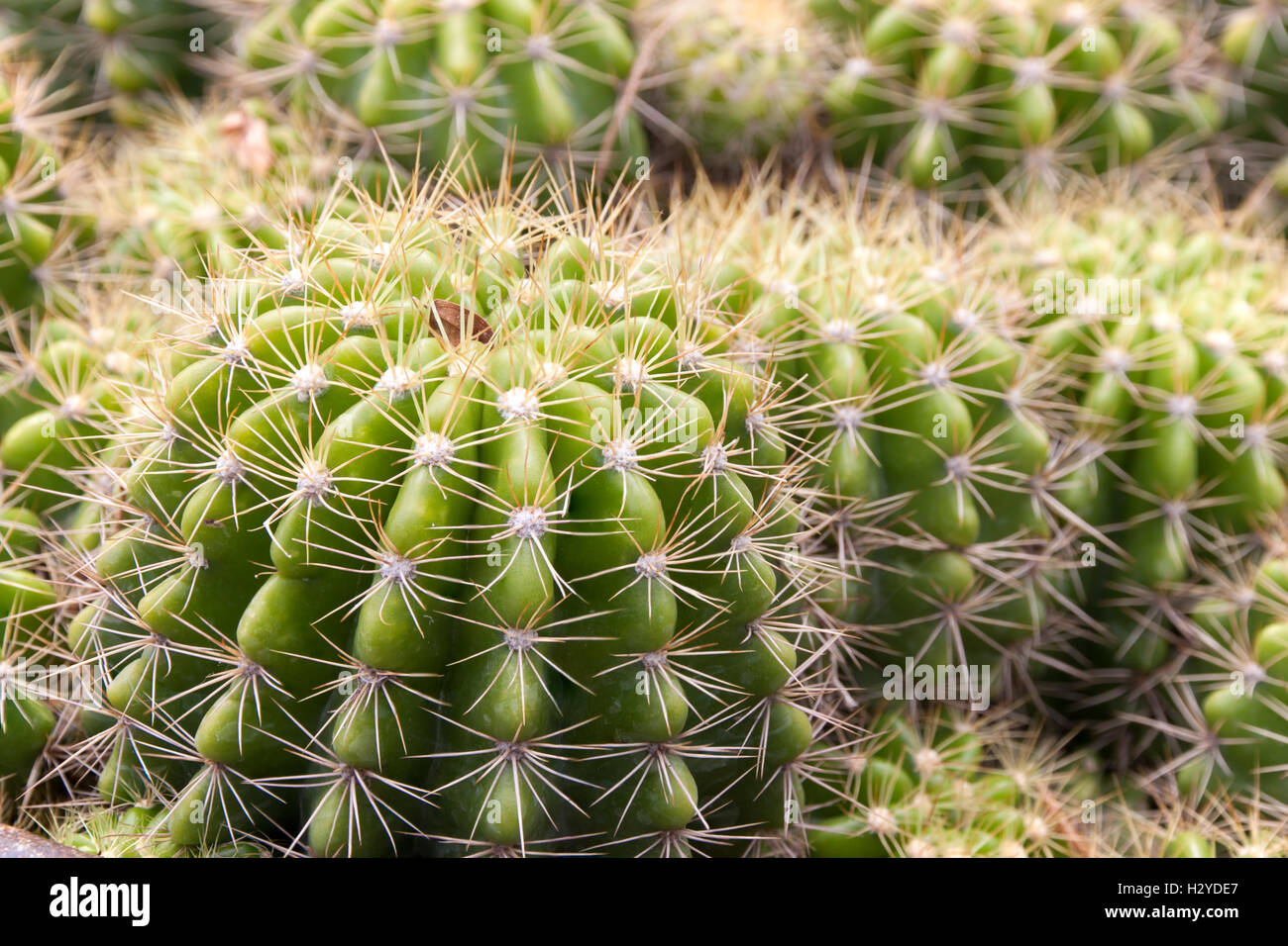 Long spikes cactus hi-res stock photography and images - Alamy