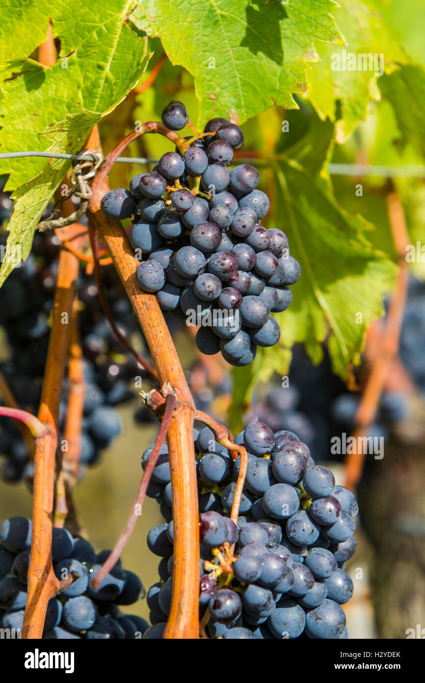 Sangiovese grapes in the Montalcino region of Tuscany, Italy Stock ...