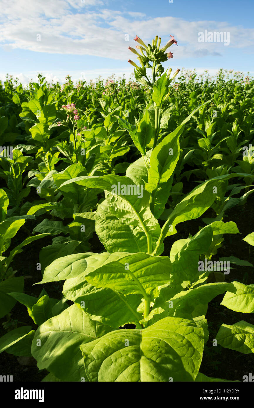 Virginia tobacco (Brightleaf tobacco) plants growing on plantation in ...