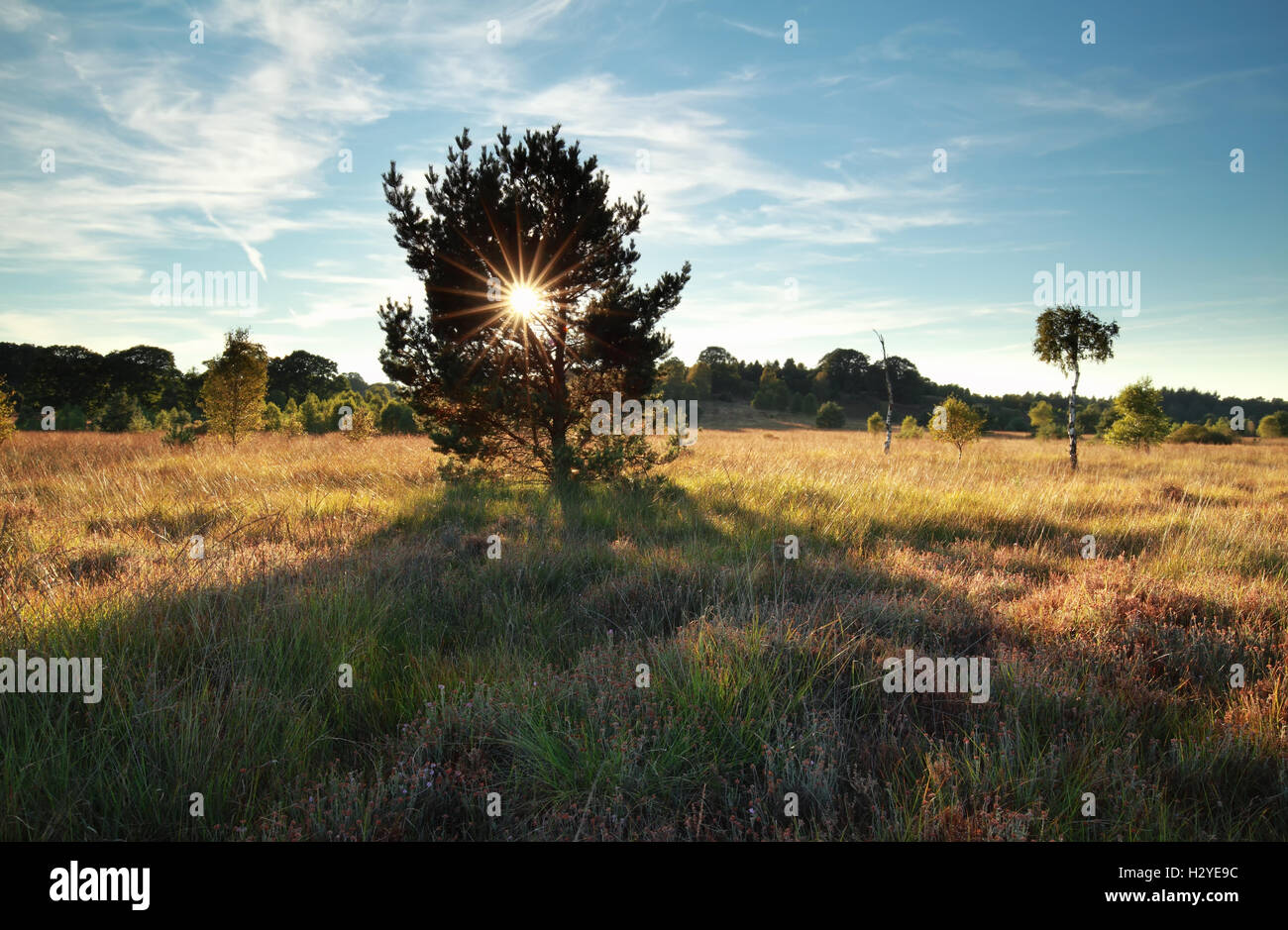 Sun on sunset through pine hi-res stock photography and images - Alamy