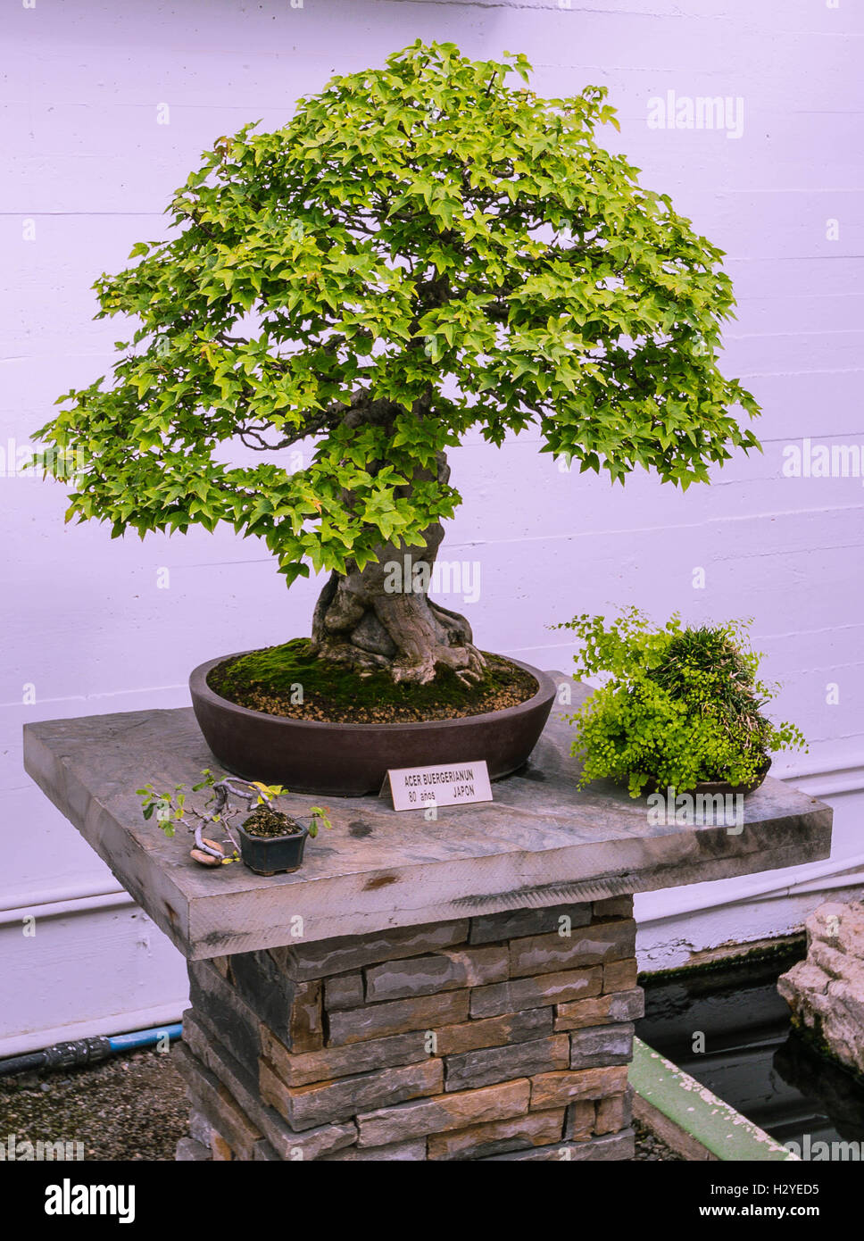 a very beautiful bonsai tree Stock Photo - Alamy